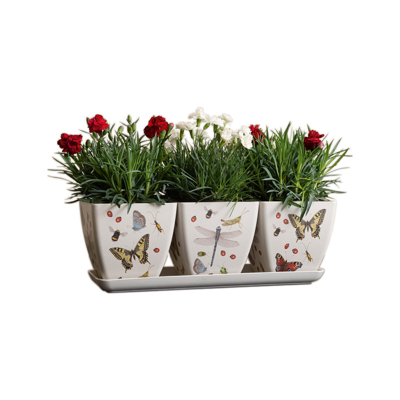 eCo Insects Pots (Set of 3 with tray) – Marie Curie Online Shop