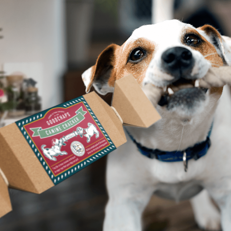 Dog Christmas Cracker – Marie Curie Online Shop