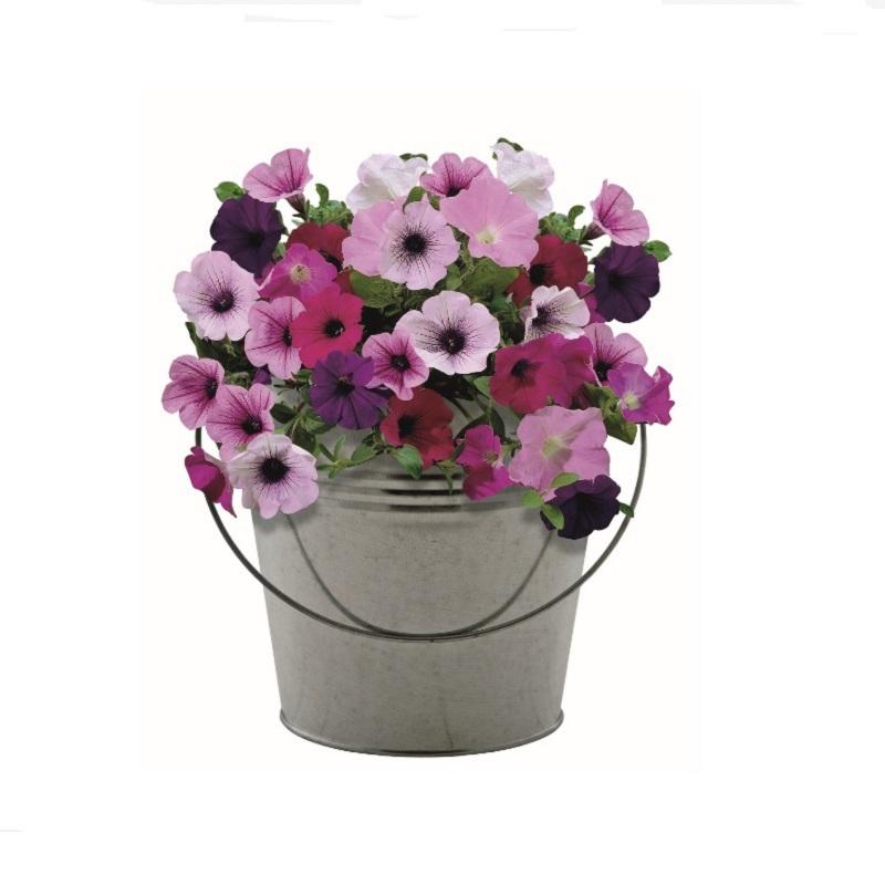Petunia Seed Gift Bucket – Marie Curie Online Shop