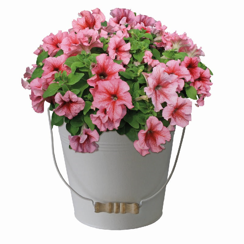 Petunia Gift Bucket – Marie Curie Online Shop
